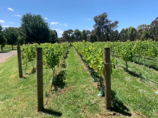 Premium Chardonnay, Shiraz & more Orange NSW | Amour Wines